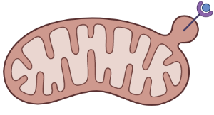 Free Smooth endoplasmic reticulum (2D, tubular) Icons, Symbols & Images ...