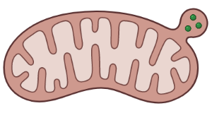 Free Smooth endoplasmic reticulum (2D, tubular) Icons, Symbols & Images ...