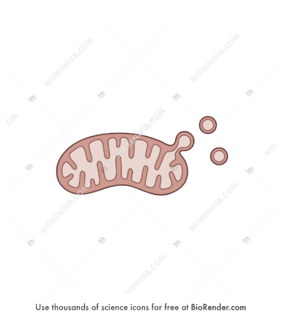 Free Mitochondrion (2D, with double membrane-derived vesicles) Icons ...