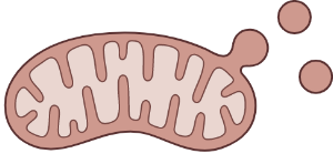 Free Golgi apparatus (2D) Icons, Symbols & Images | BioRender