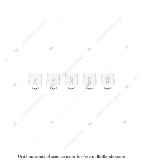 Free Male genitalia (Tanner stages) Icons, Symbols & Images | BioRender