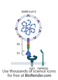 Free SARS-CoV-2 binding to ACE2 receptor 2 Icons, Symbols & Images ...