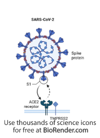 Free SARS-CoV-2 binding to ACE2 receptor Icons, Symbols & Images | BioRender