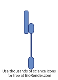 Free IGF-1R Icons, Symbols & Images | BioRender