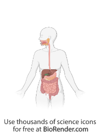 Free Adult female (GI tract, open mouth) Icons, Symbols & Images ...