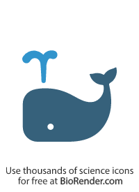 Free Whale Icons, Symbols & Images | BioRender
