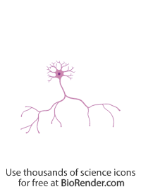 Free Neuron (neuronal branching 2) Icons, Symbols & Images | BioRender