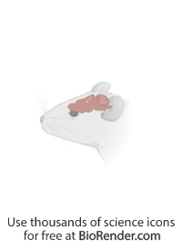 Free Mouse head (lateral, with sagittal brain) Icons, Symbols & Images ...