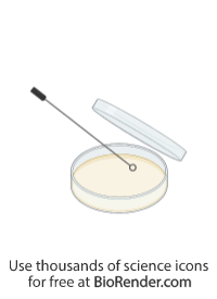 Free Petri dish (inoculation) Icons, Symbols & Images | BioRender