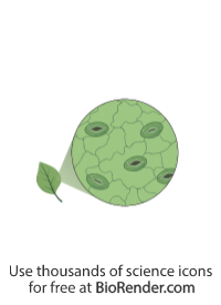 Free Leaf surface (magnified) Icons, Symbols & Images | BioRender