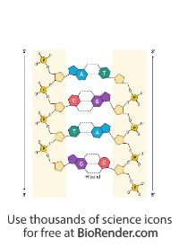 Free DNA (molecular structure) Icons, Symbols & Images | BioRender