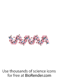 Free Alpha helix Icons, Symbols & Images | BioRender