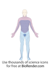 Free Adult male (anterior, with dermatomes) Icons, Symbols & Images ...