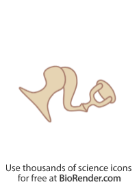 Free Ossicles Icons, Symbols & Images | BioRender