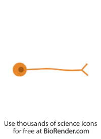 Free Neuron (schematic) Icons, Symbols & Images | BioRender