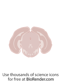 Free Mouse coronal brain (midbrain) Icons, Symbols & Images | BioRender