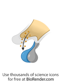 Free Hypothalamus (signaling to pituitary) Icons, Symbols & Images ...