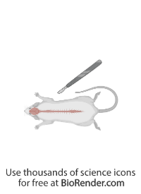 Free Rat spinal cord (surgery) Icons, Symbols & Images | BioRender