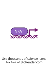 Free NFAT (activated, transcription) Icons, Symbols & Images | BioRender