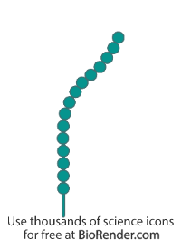 Free HLA class 1 Icons, Symbols & Images | BioRender