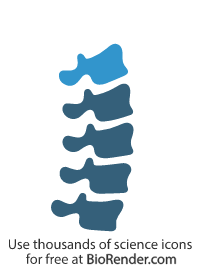 Free Spine Icons, Symbols & Images | BioRender