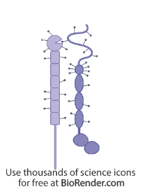 Free GUCY2C receptor (dimer) Icons, Symbols & Images | BioRender