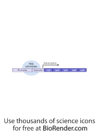 Free Trp operon Icons, Symbols & Images | BioRender