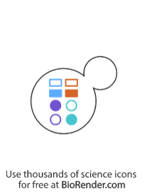 Free Yeast (diploid) Icons, Symbols & Images | BioRender