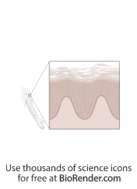 Free Skin (wound) Icons, Symbols & Images | BioRender