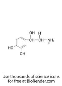 Free Norepinephrine Icons, Symbols & Images | BioRender