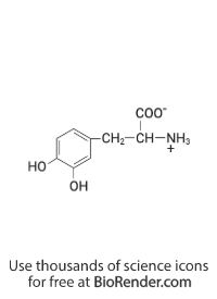 Free Dihydroxyphenylalanine (DOPA) Icons, Symbols & Images | BioRender