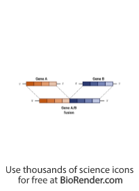 Free Fusion genes Icons, Symbols & Images | BioRender