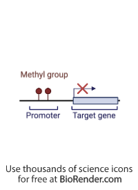 Free DNA methylation (linear) Icons, Symbols & Images | BioRender