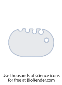Free Endocytosis (large pill-shaped membrane, small vesicle) Icons ...