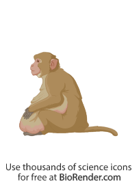 Free Rhesus macaque monkey (lateral, sitting) Icons, Symbols & Images ...