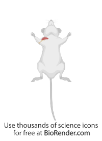 Free Mouse (supine, with humerus and deltoid) Icons, Symbols & Images ...