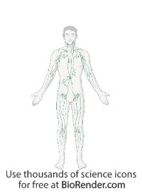 Free Circulatory system (male, lymphatic) Icons, Symbols & Images ...