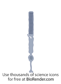 Free Rod photoreceptor (dying 1) Icons, Symbols & Images | BioRender