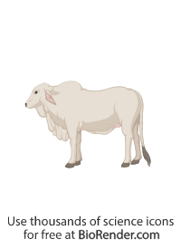 Free Cow (bos indicus) Icons, Symbols & Images | BioRender
