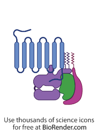 Free GPCR with G protein Icons, Symbols & Images | BioRender
