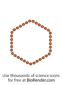 Free Hepatitis B (capsid) Icons, Symbols & Images | BioRender