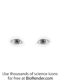 Free Eyes (frontal) Icons, Symbols & Images | BioRender