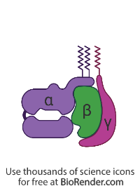 Free G protein (heterotrimeric) Icons, Symbols & Images | BioRender