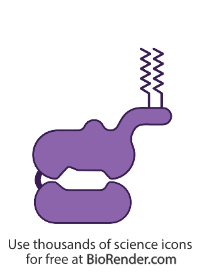 Free G protein (heterotrimeric, alpha) Icons, Symbols & Images | BioRender