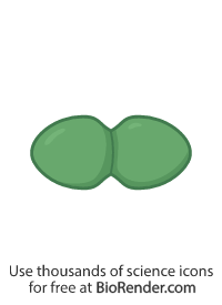 Free E. coli Icons, Symbols & Images | BioRender