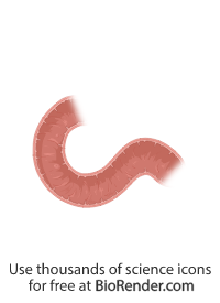 Free Duodenum (cross-section) Icons, Symbols & Images | BioRender