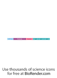 Free Lac operon Icons, Symbols & Images | BioRender