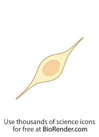 Free Neural progenitor cell 1 Icons, Symbols & Images | BioRender