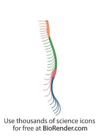 Free Spinal cord (lateral with nerves, sections) Icons, Symbols ...