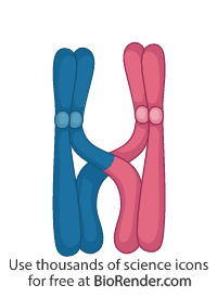 Free Chromosomes (bivalent 2) Icons, Symbols & Images | BioRender
